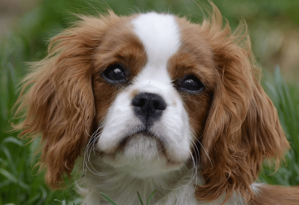 Podcast Episode #142 - Matt Ehret and the Coronation of King Putz III ...